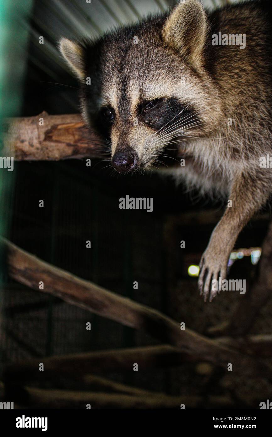 A vertical closeup of a beautiful raccoon lying on a branch at the zoo ...