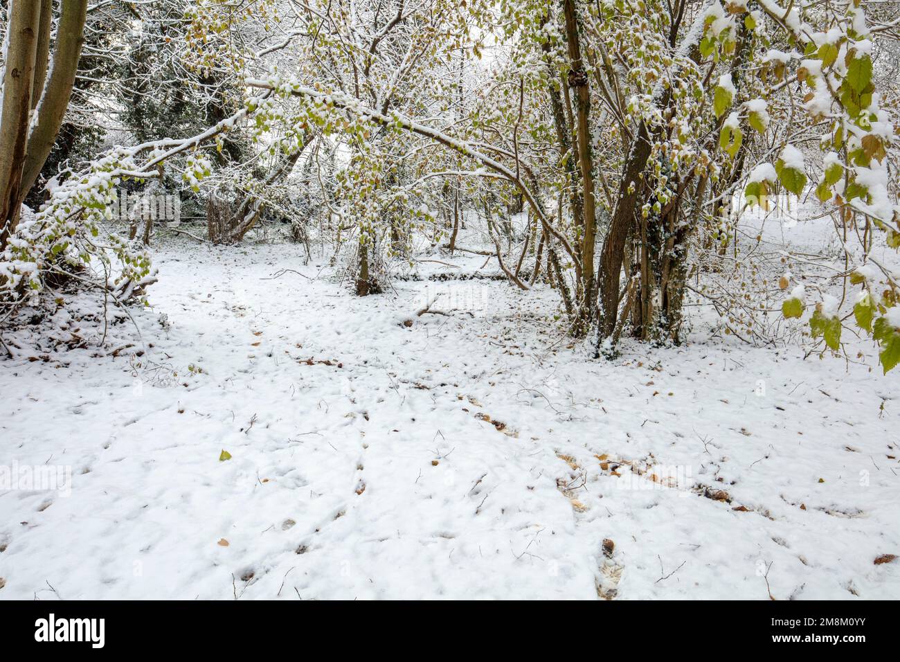 Crisp and even, clean environmental woodland portrait after a shower of ...