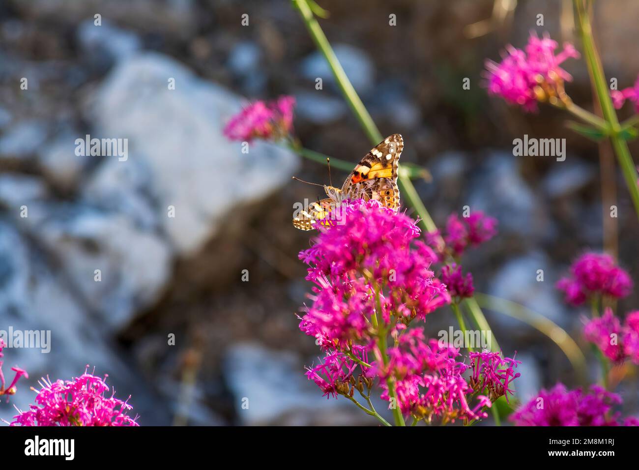 Vanessa cardui butterfly, (the painted lady), sitting on a pink flower ...