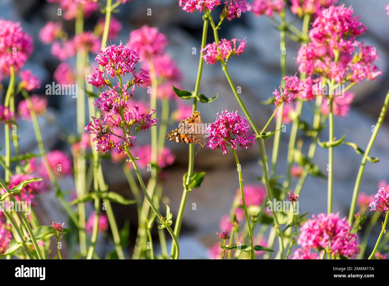 Vanessa cardui butterfly, (the painted lady), sitting on a pink flower ...
