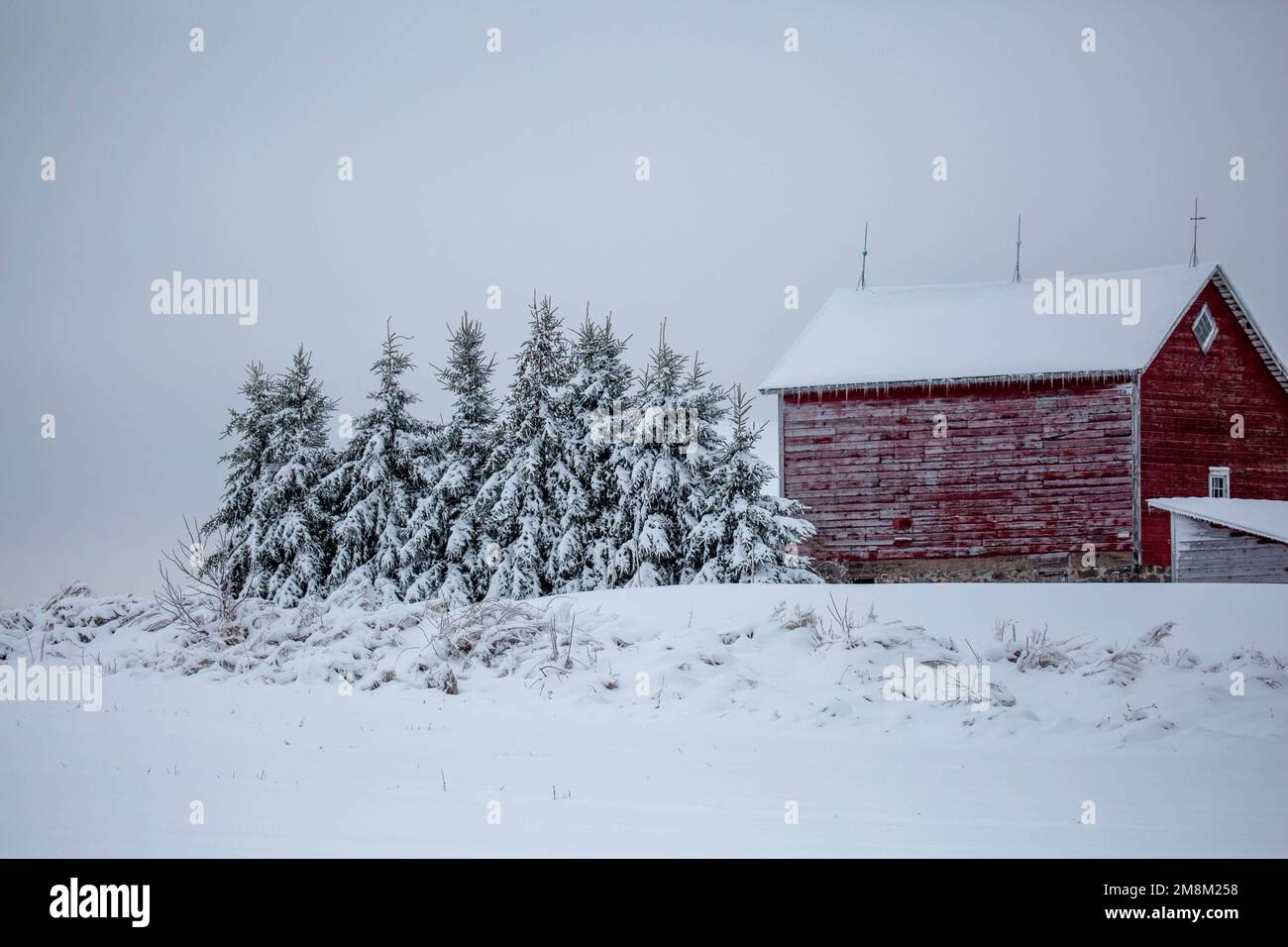 Wisconsin red barn and pine trees covered in a December snow ...