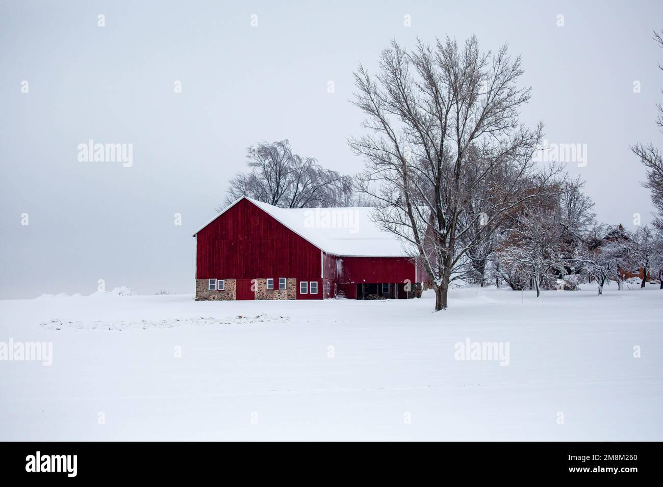 Wisconsin red barn and trees covered in a December snow, horizontal ...