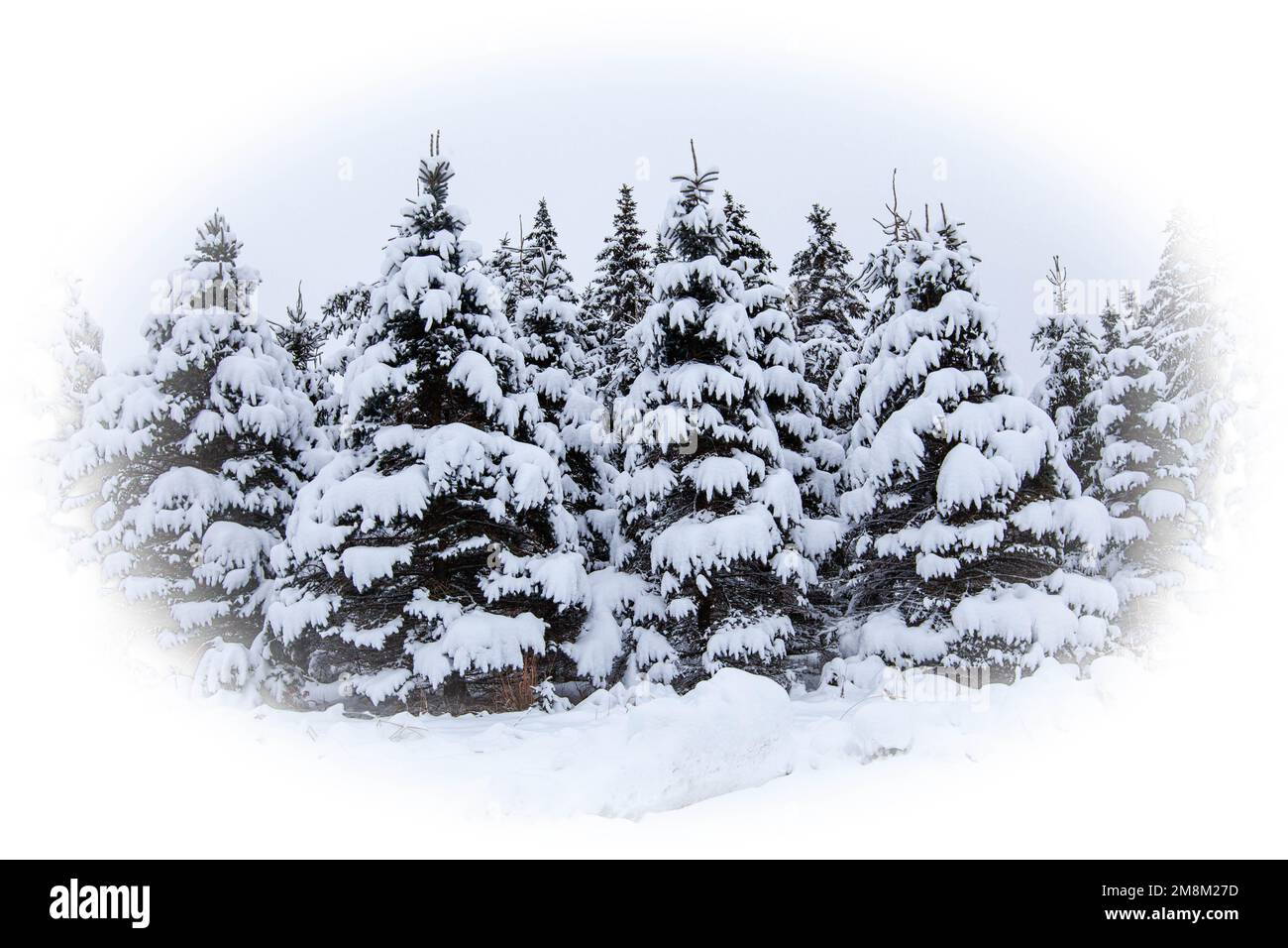 Wisconsin snow covered pine trees in December with vignette, horizontal ...