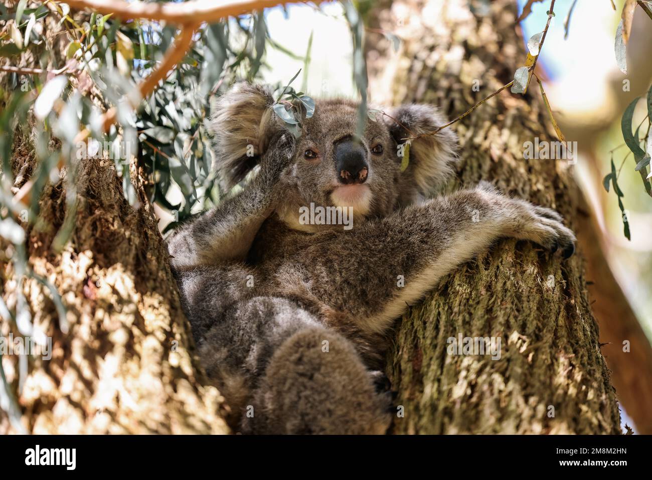 Mother and baby koala sitting together in Australian eucalyptus tree Stock Photo - Alamy