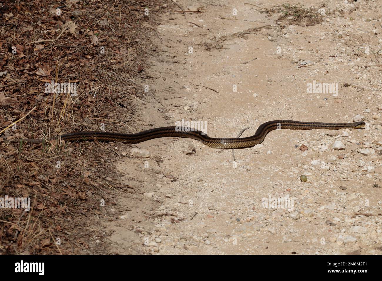 Serpent encounter hi-res stock photography and images - Alamy