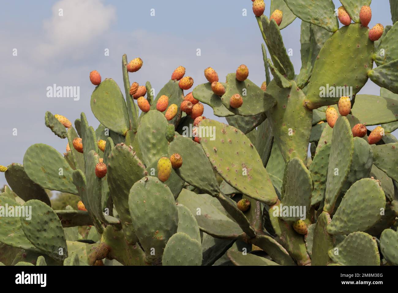 An Opuntia fig cactus in full fruit, its branches bending Stock Photo ...