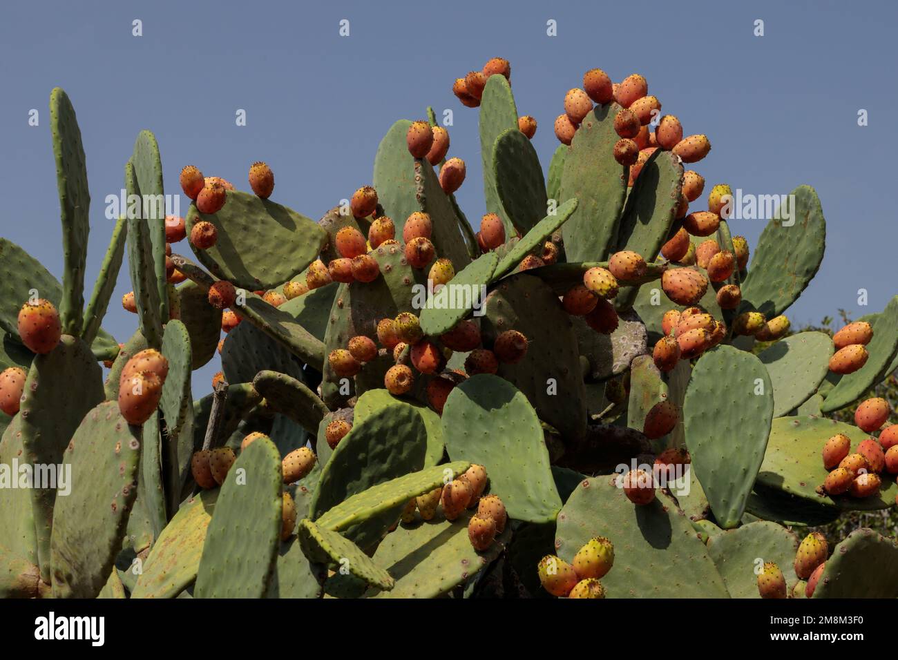 Fighting cactus bush, prickly pear fruit. Exoticism Stock Photo - Alamy