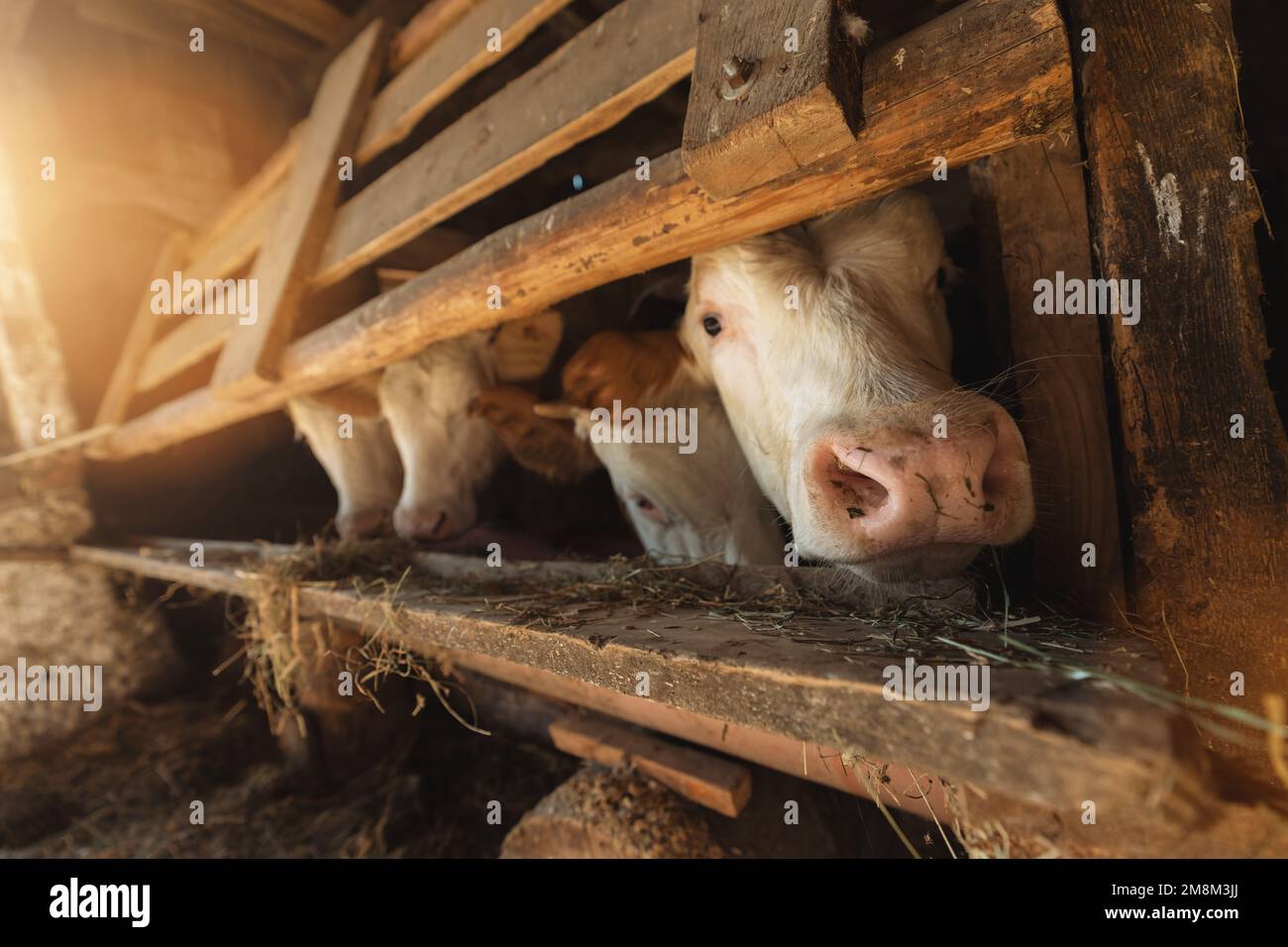 Cows in a wooden cow barn at the alpes in switzerland Stock Photo - Alamy