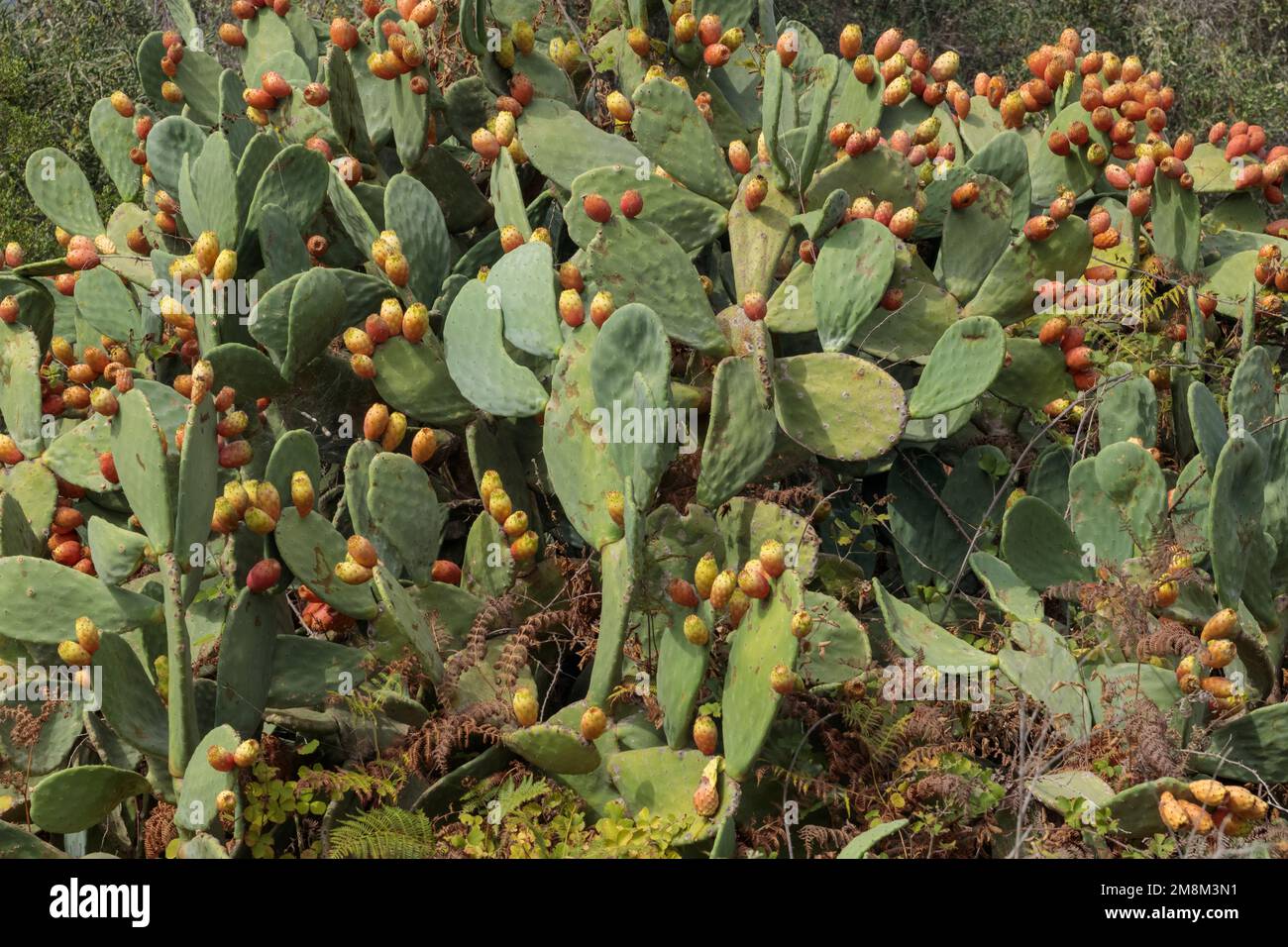 An Opuntia fig cactus in full fruit, its branches bending Stock Photo ...
