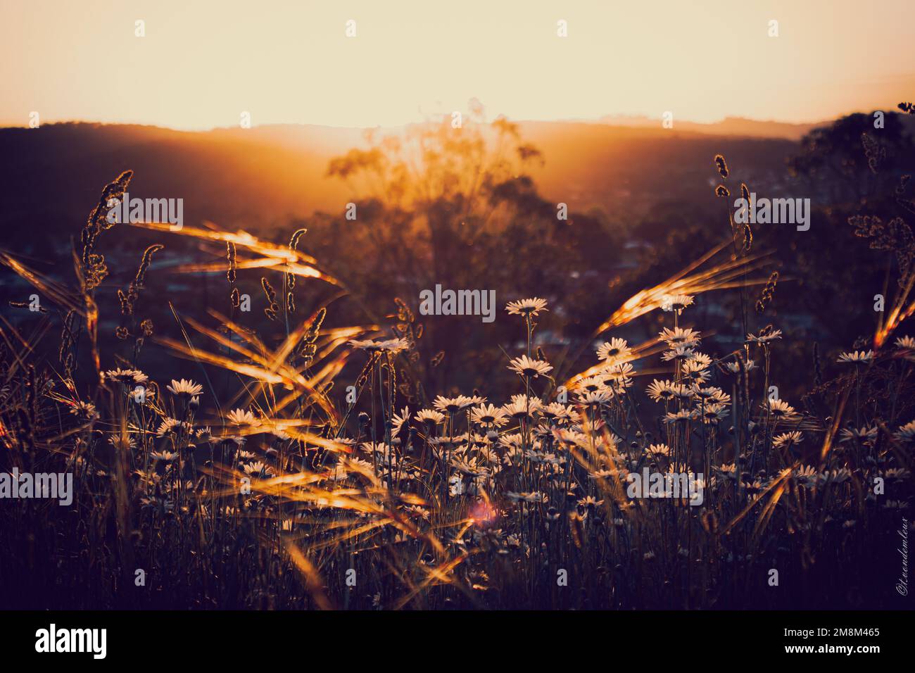 Lily tavern hi-res stock photography and images - Alamy