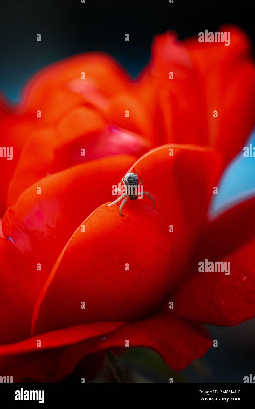 A vertical closeup shot of a small spider on a red rose Stock Photo - Alamy