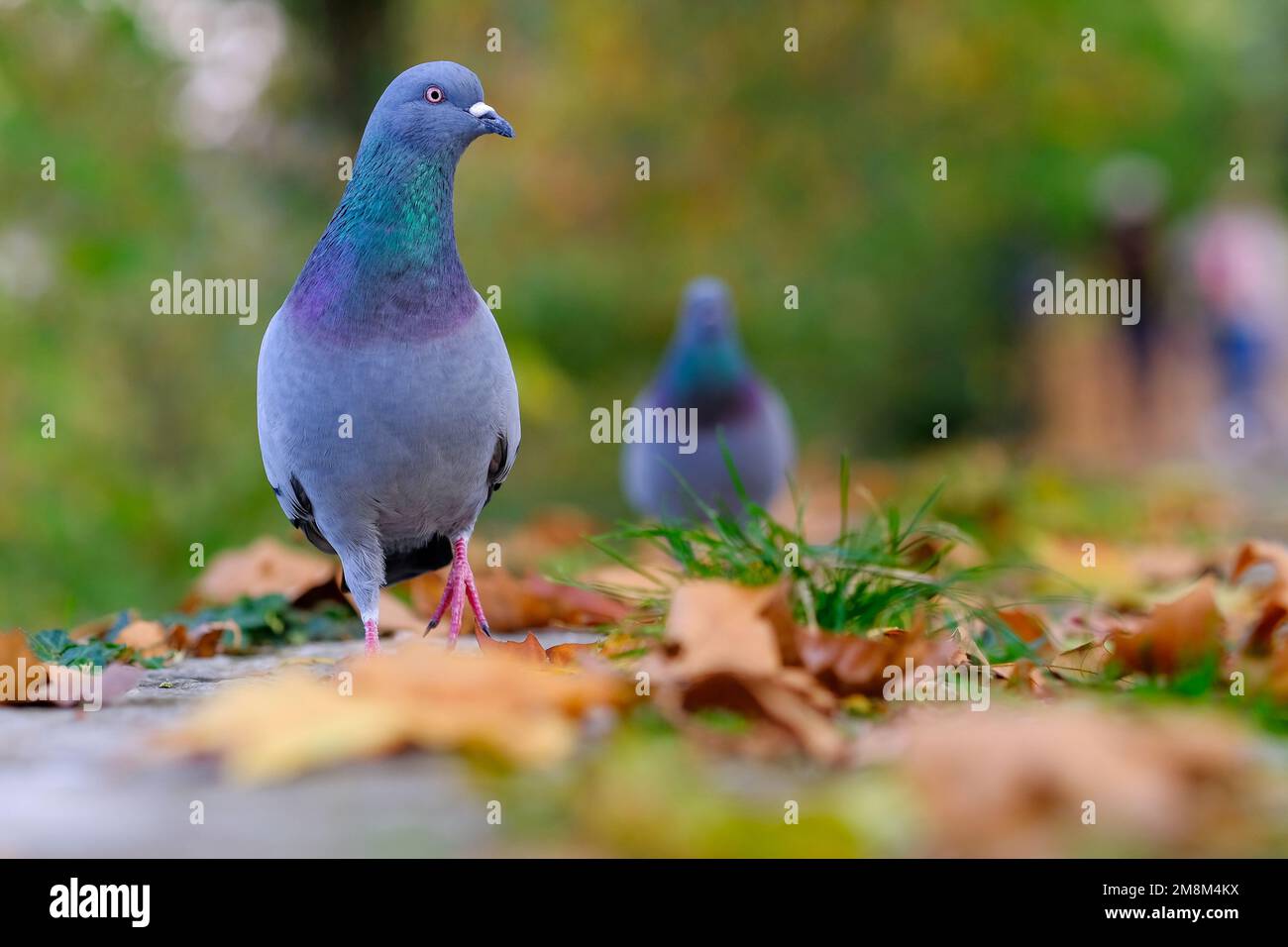 A beautiful pigeon on ground with fall leaves in a park against blur ...