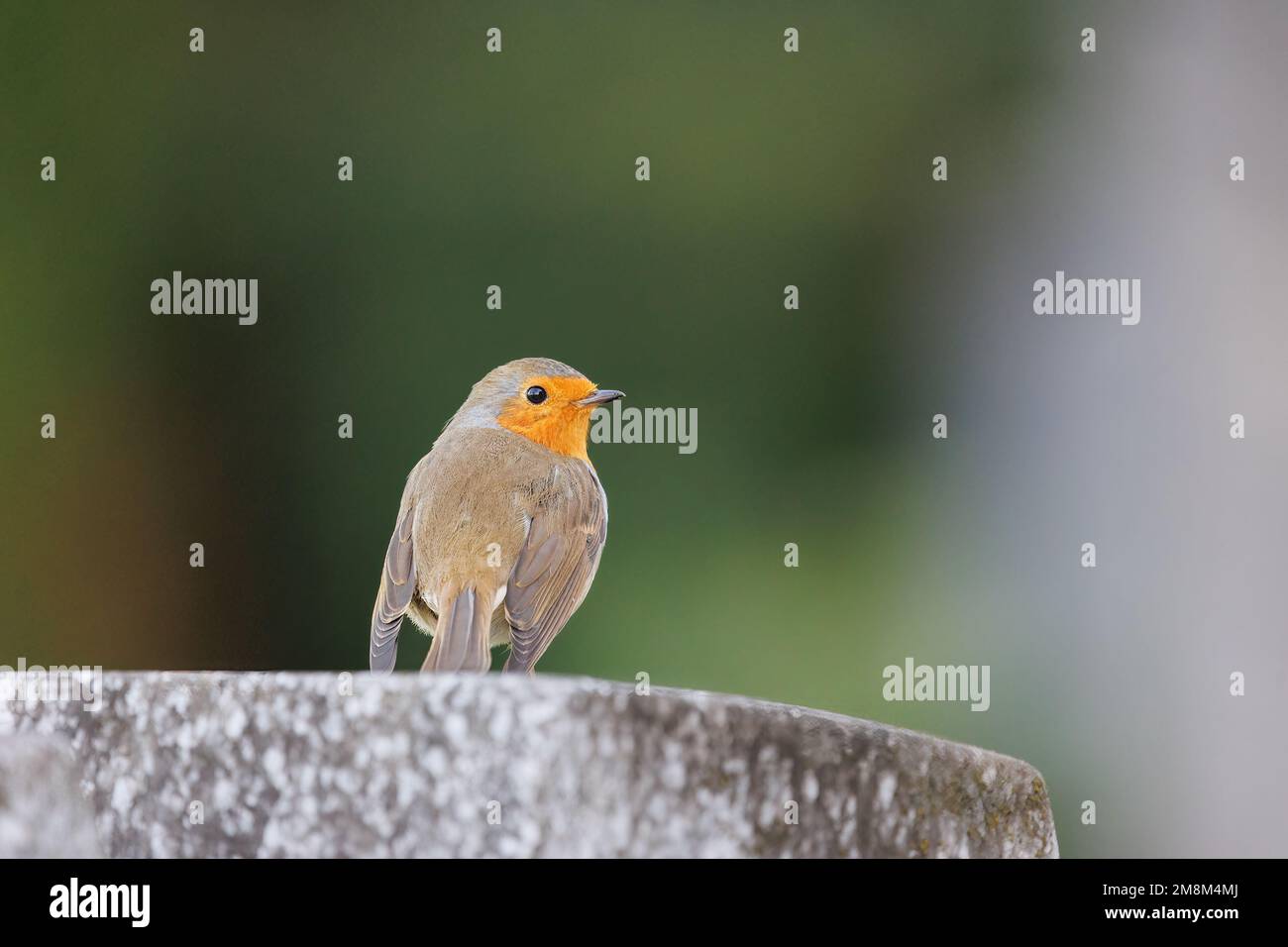 A close-up of Robin bird sitting on rock against blur background Stock ...