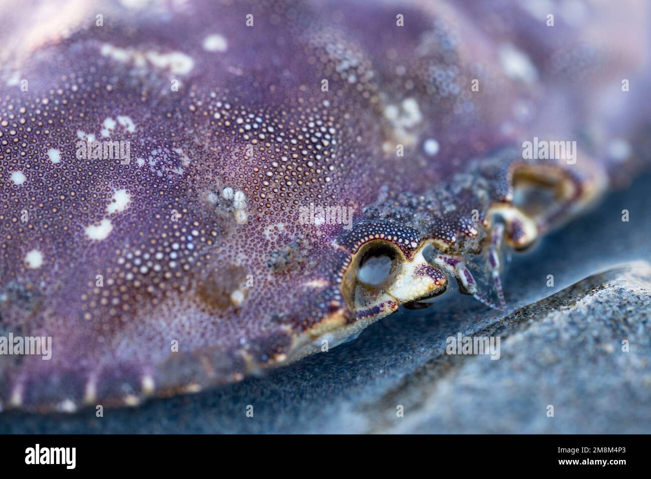 Bathyraja brachyurops manta ray fish out of water mouth detail Stock ...