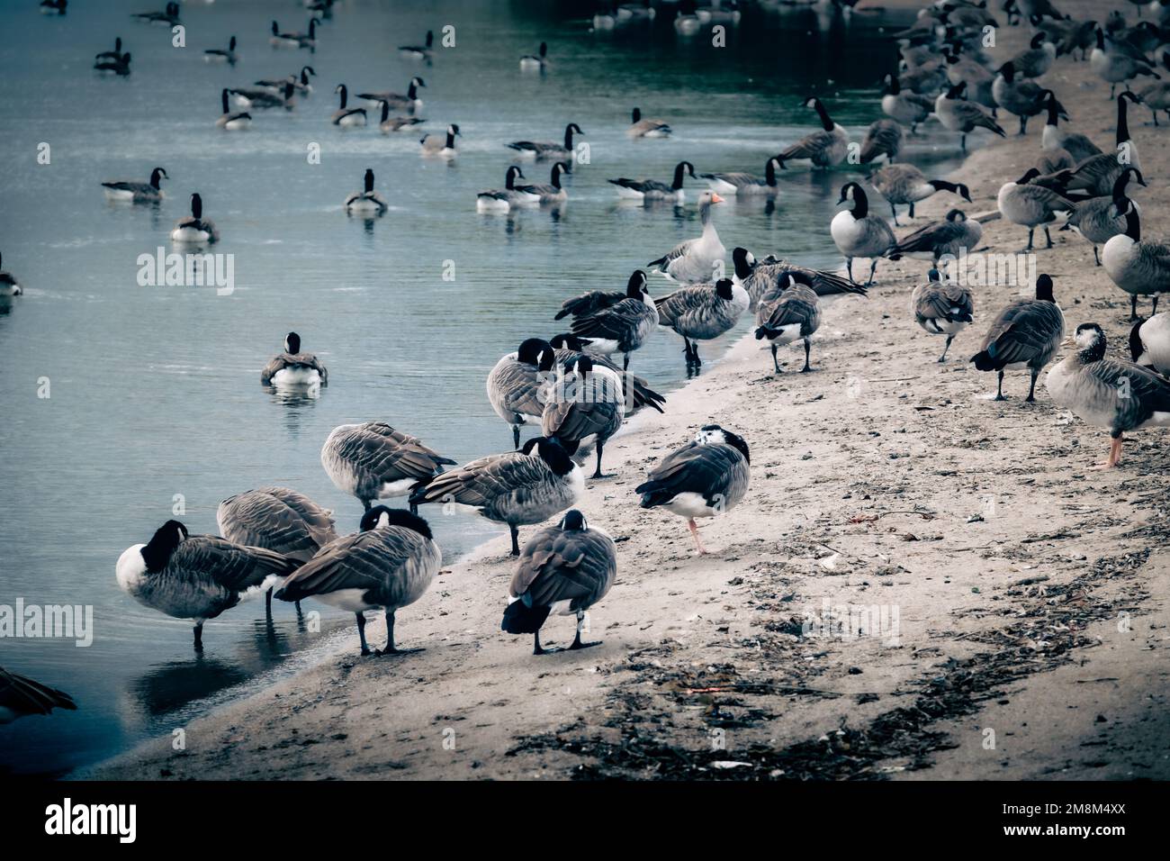 Beautiful shot many geese hi-res stock photography and images - Alamy