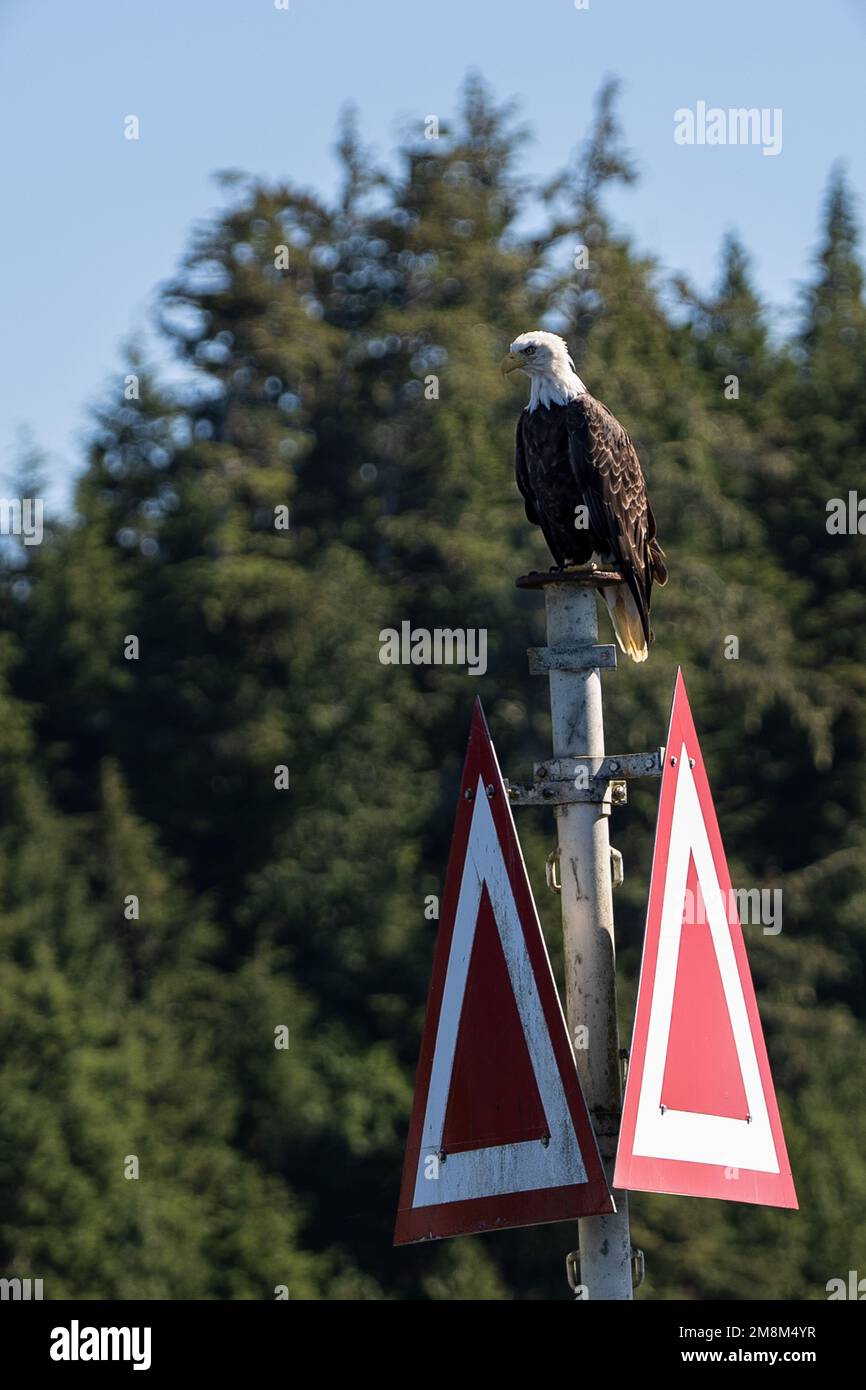A vertical shot of a beautiful Bald Eagle perched on a road sign pole ...
