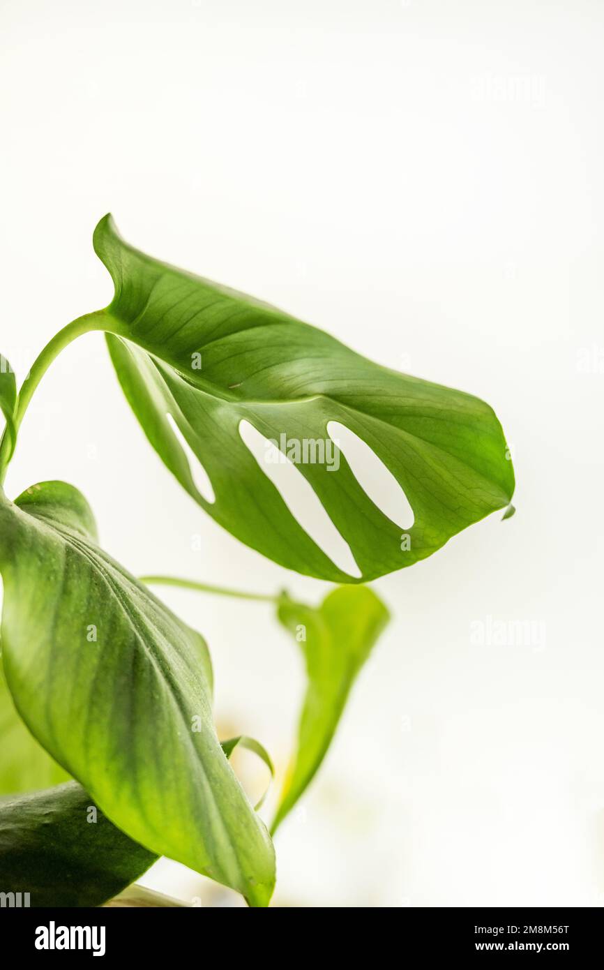 Leaves of a plant that is colloquially called Adam's rib Stock Photo ...