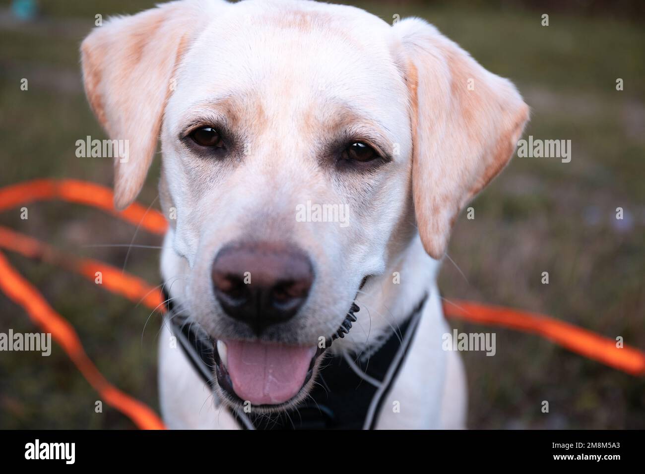 A closeup shot of a cute Labrador dog opening its mouth against blur ...