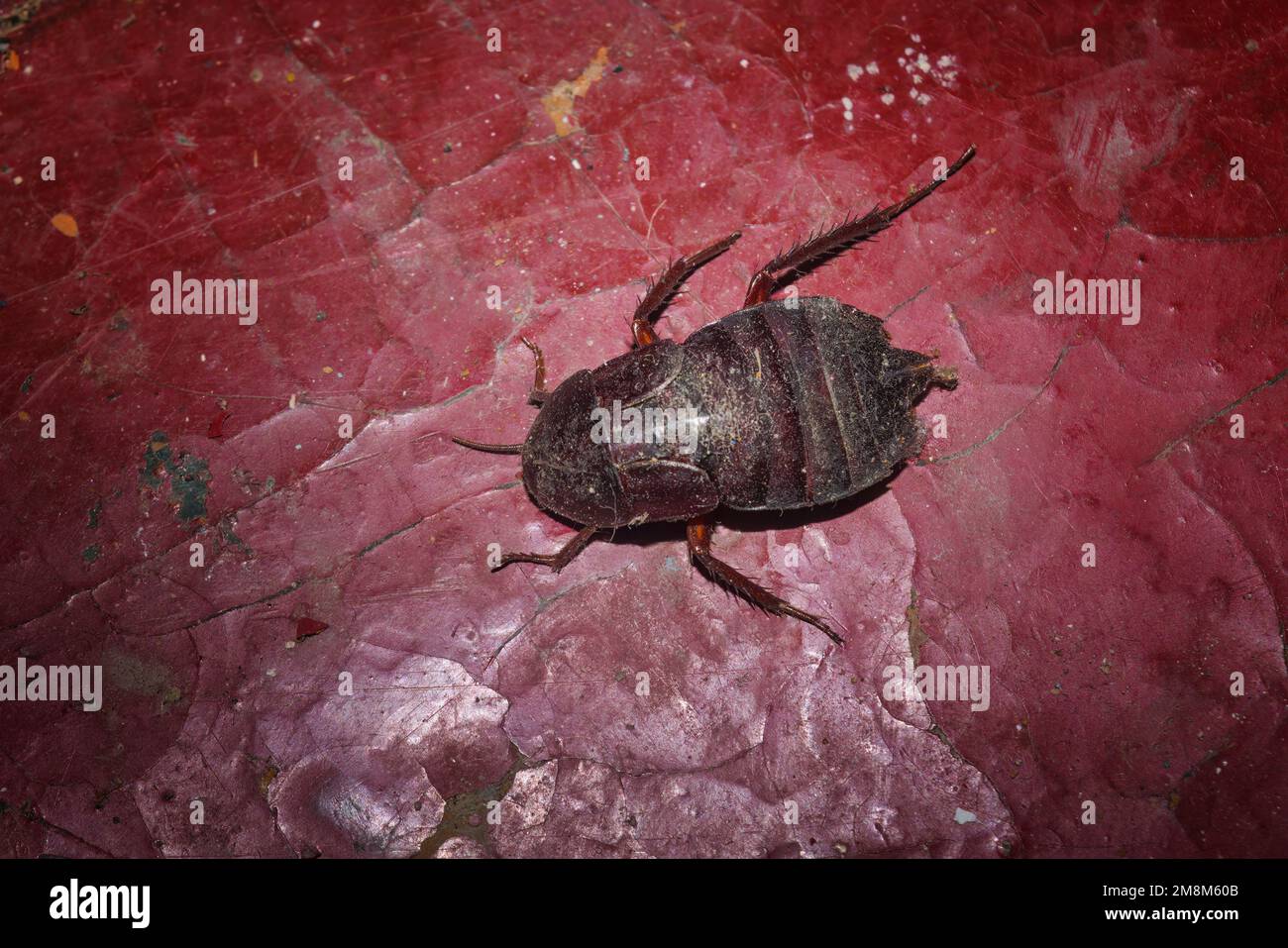 Dead cockroach Hemiblabera brunneri on a wooden painted floor. The ...
