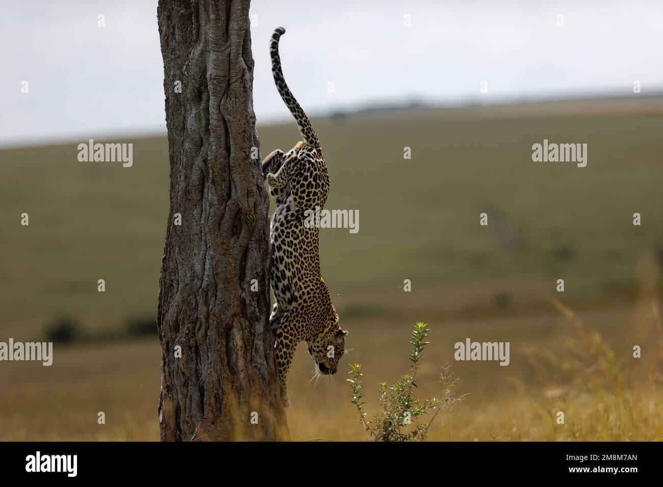 A leaopard climbing out of a tree in the Masai Mara, Kenya Stock Photo ...