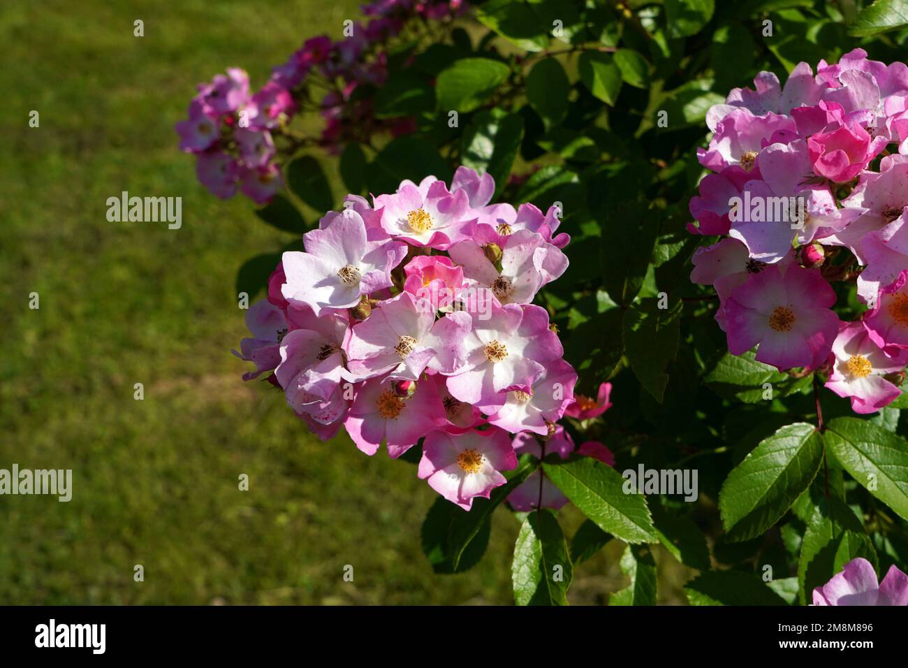 Beautiful pink delicate roses flowers of blooming climbing rose bush in ...