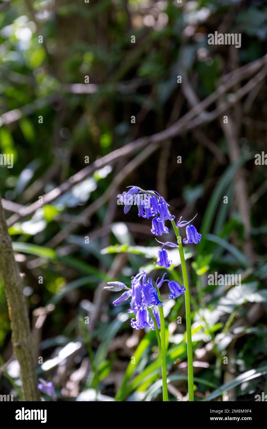 Bluebell flowers in dappled sun, close up Stock Photo - Alamy