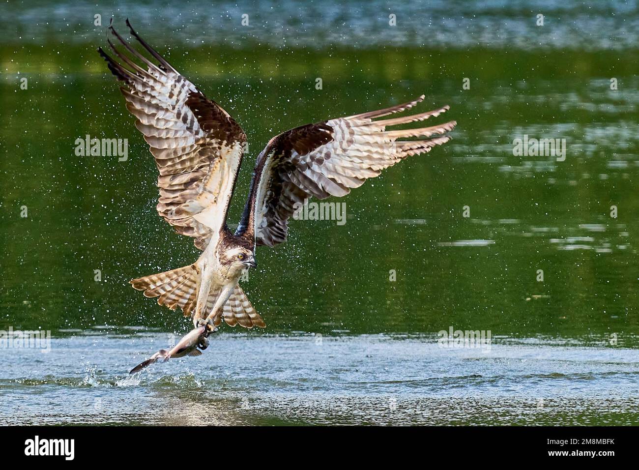 A selective focus of a flying osprey above a water holding a fish in ...