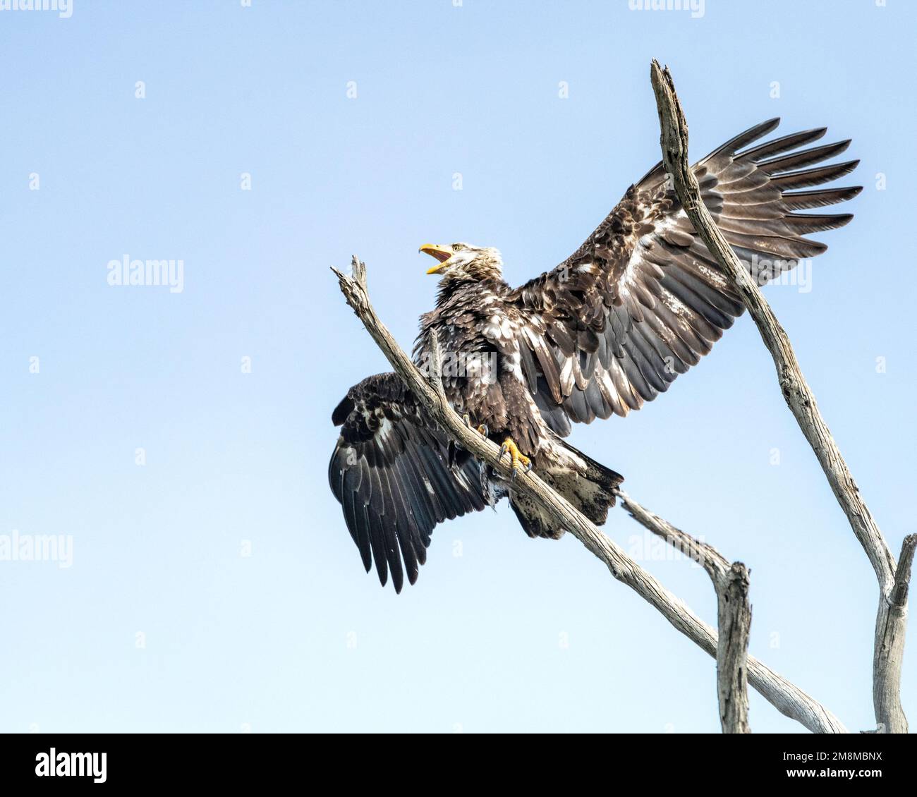A juvenile Bald Eagle (Haliaeetus leucocephalus) perches high in a tree ...