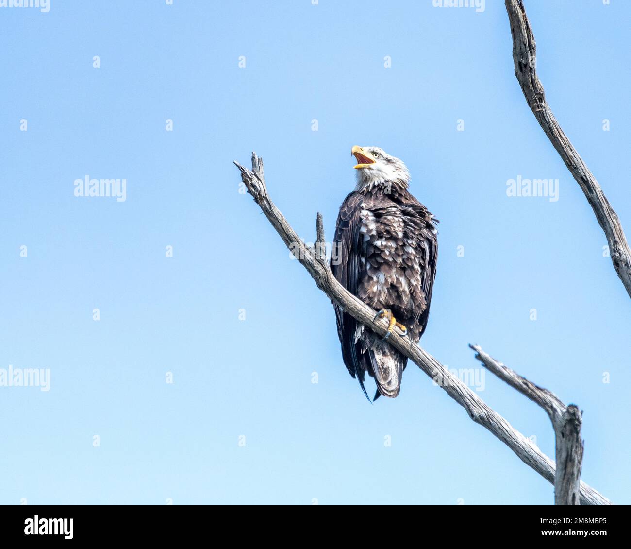 A juvenile Bald Eagle (Haliaeetus leucocephalus) perches high in a tree ...