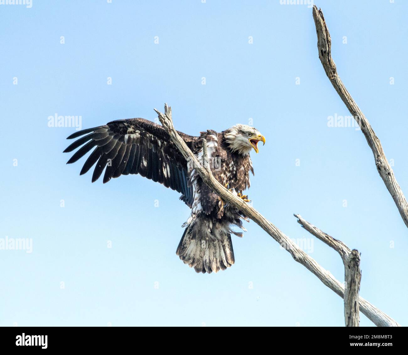 A juvenile Bald Eagle (Haliaeetus leucocephalus) perches high in a tree ...