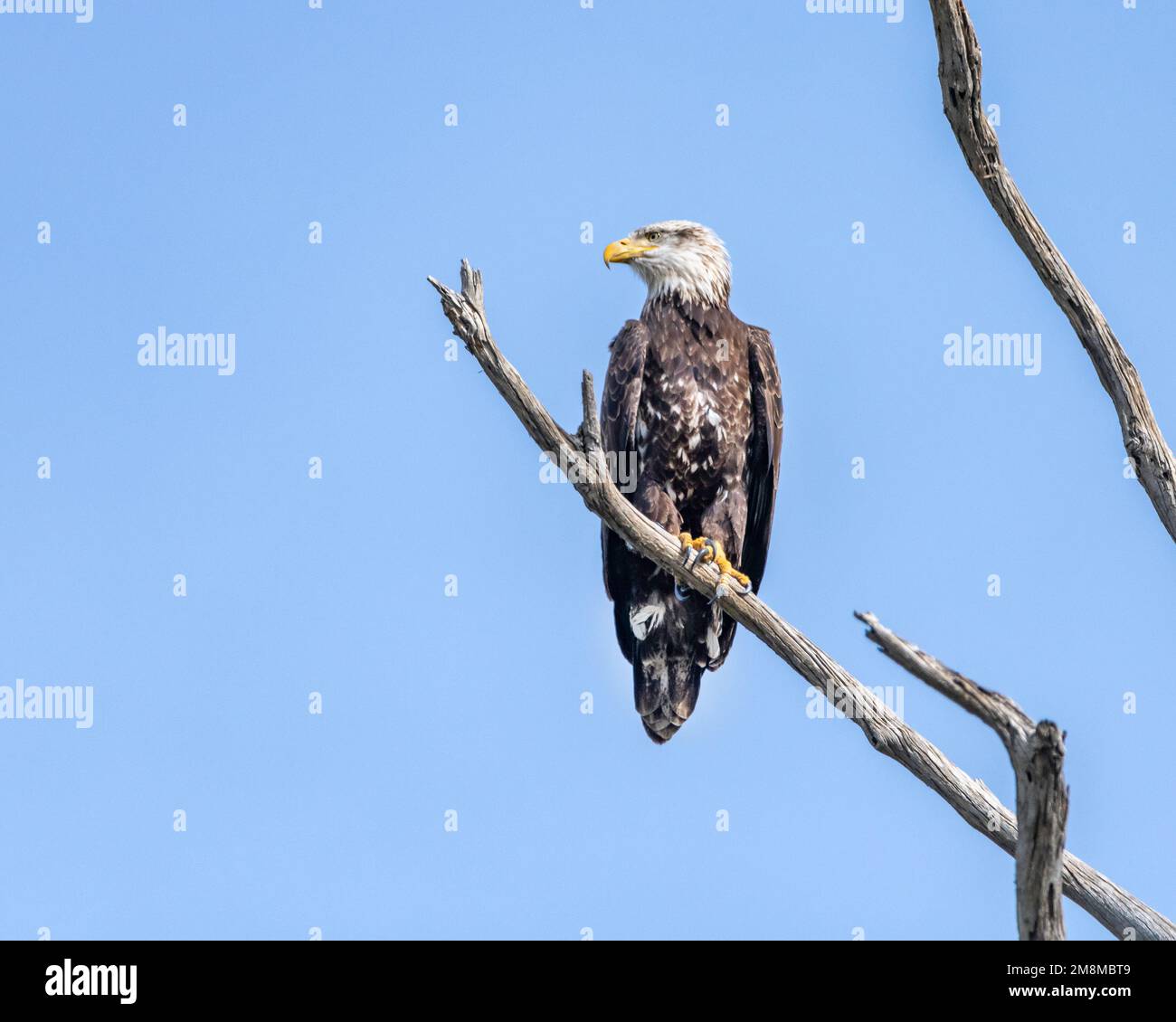 A juvenile Bald Eagle (Haliaeetus leucocephalus) perches high in a tree ...