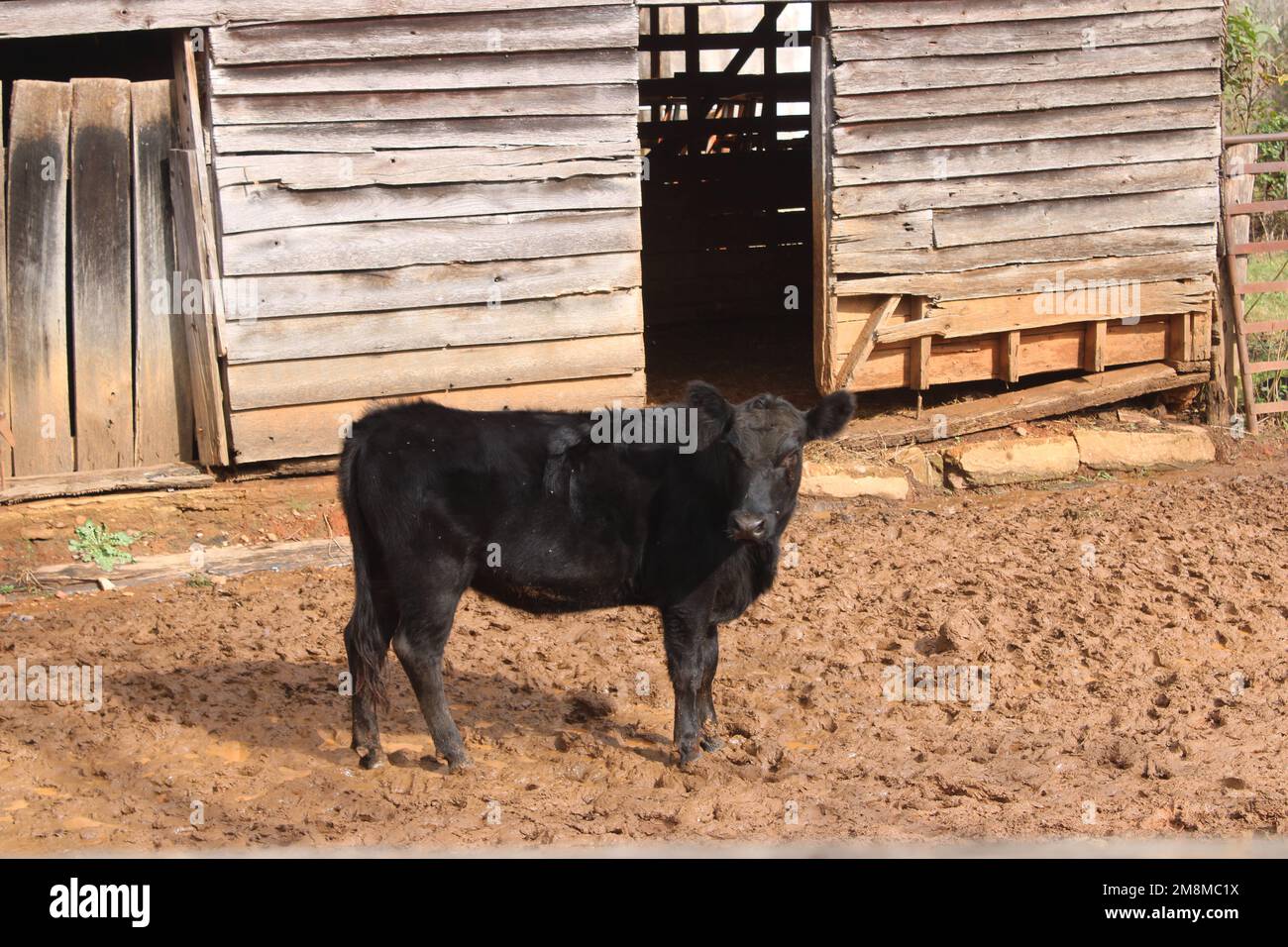 Barnyard view hi-res stock photography and images - Alamy