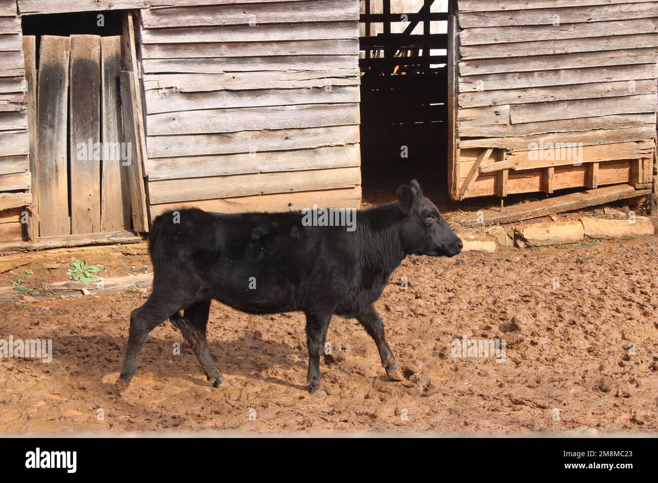 Barnyard animals hi-res stock photography and images - Alamy