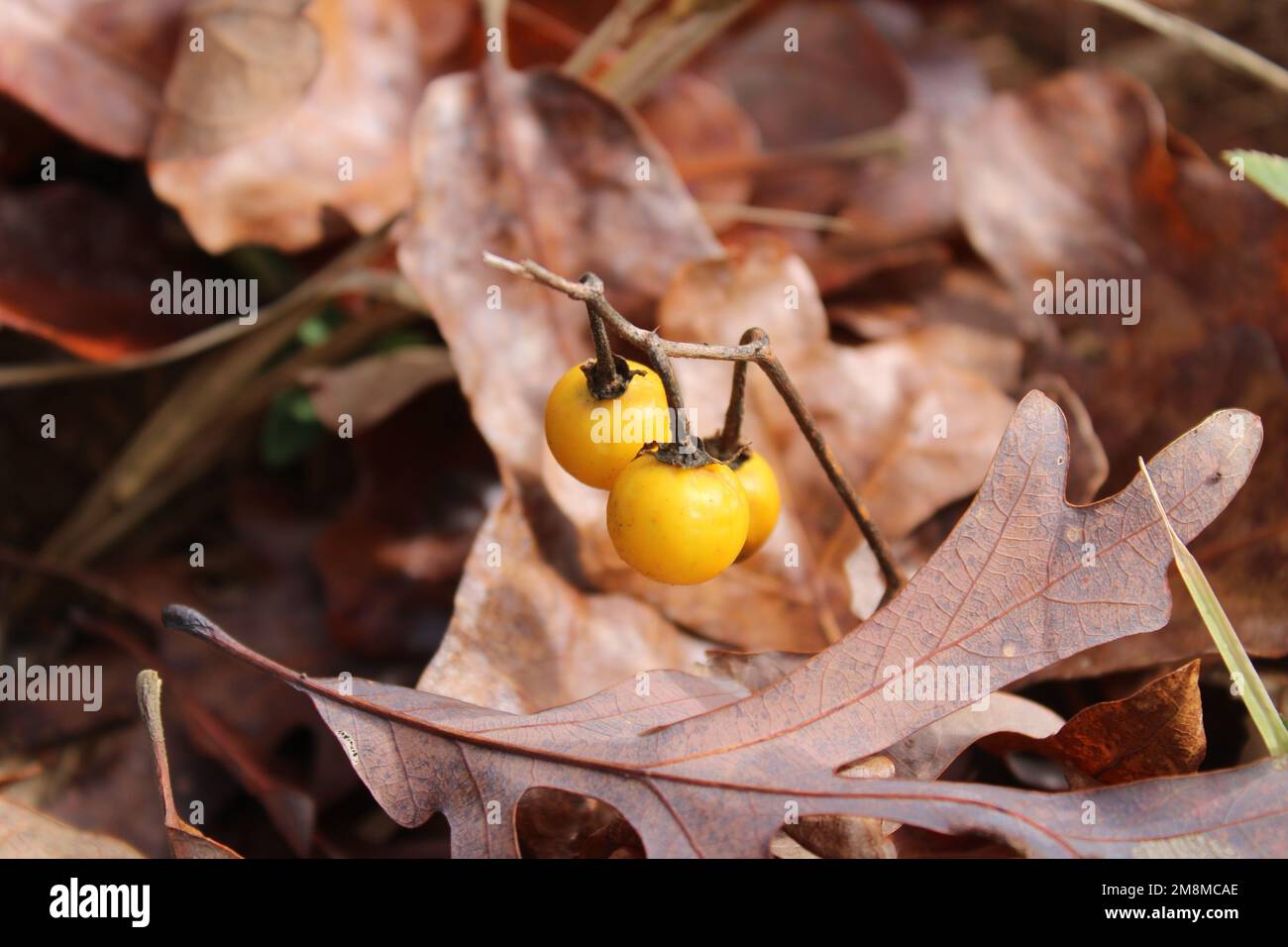 Golden yellow berries growing on autumn leaf covered ground Stock Photo ...