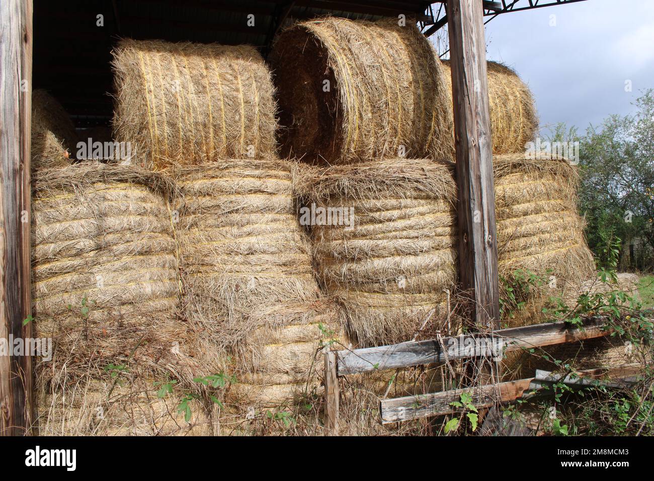 Stacked bales of hay on farm Stock Photo - Alamy