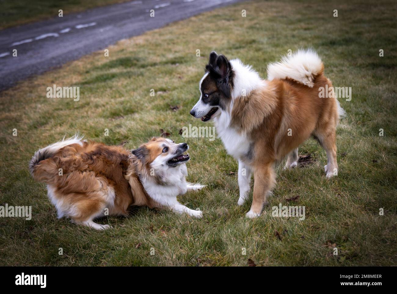 Two Icelandic Sheepdogs playing Stock Photo - Alamy