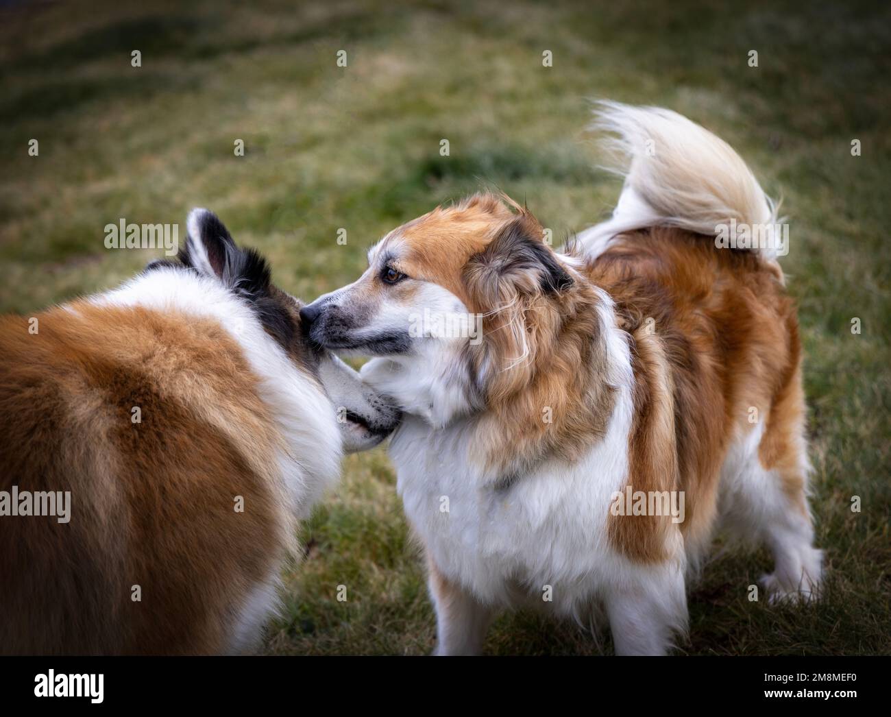 Sheepdog puppy sheepdogs puppies hi-res stock photography and images ...