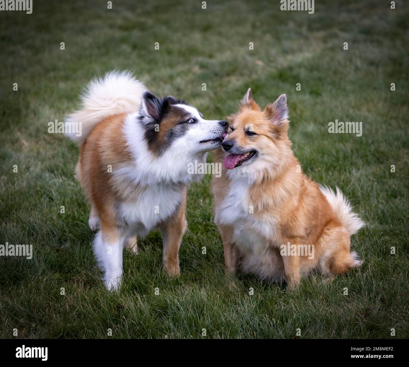 Two Icelandic Sheepdogs playing Stock Photo - Alamy