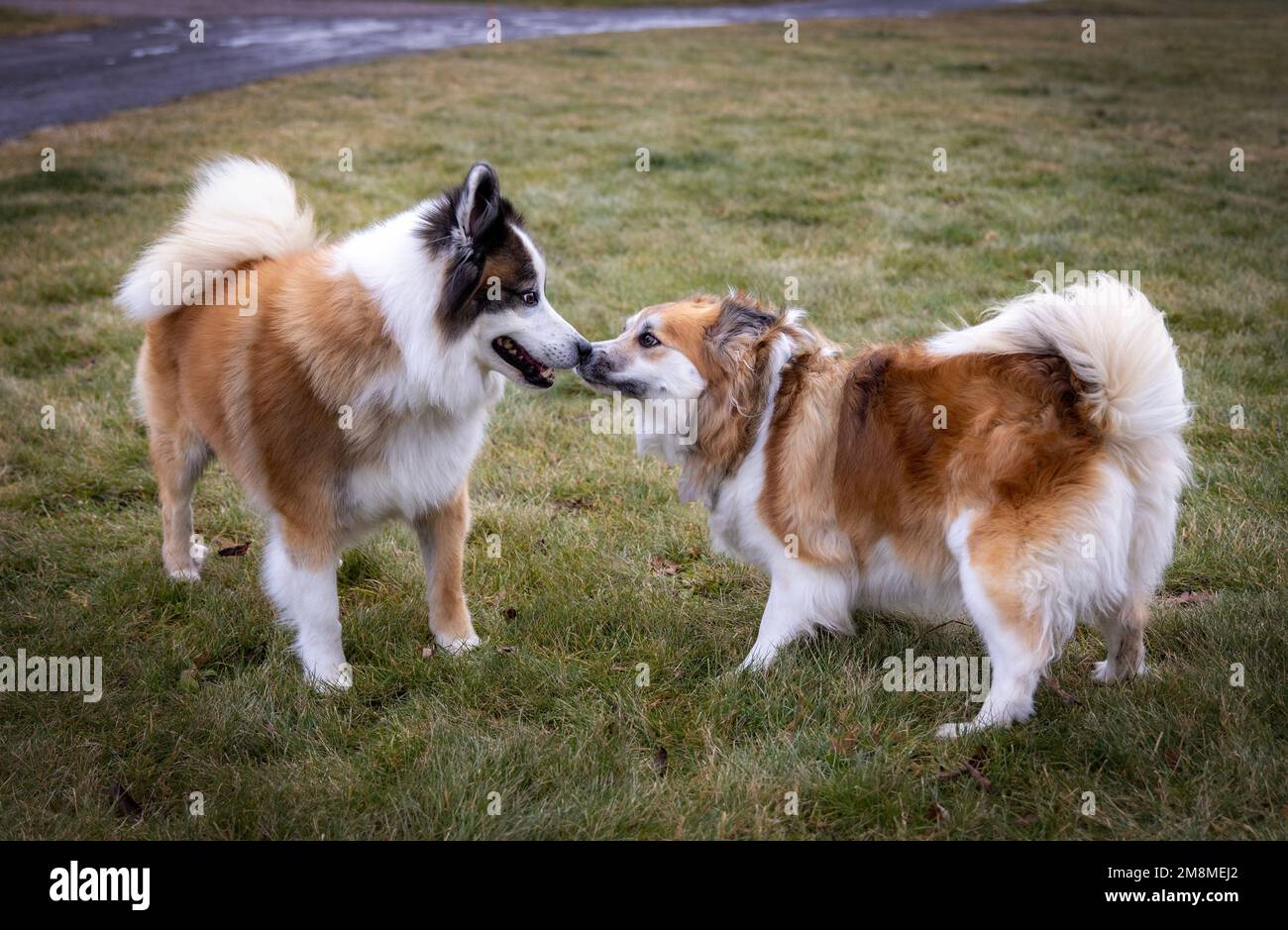 Two Icelandic Sheepdogs playing Stock Photo - Alamy