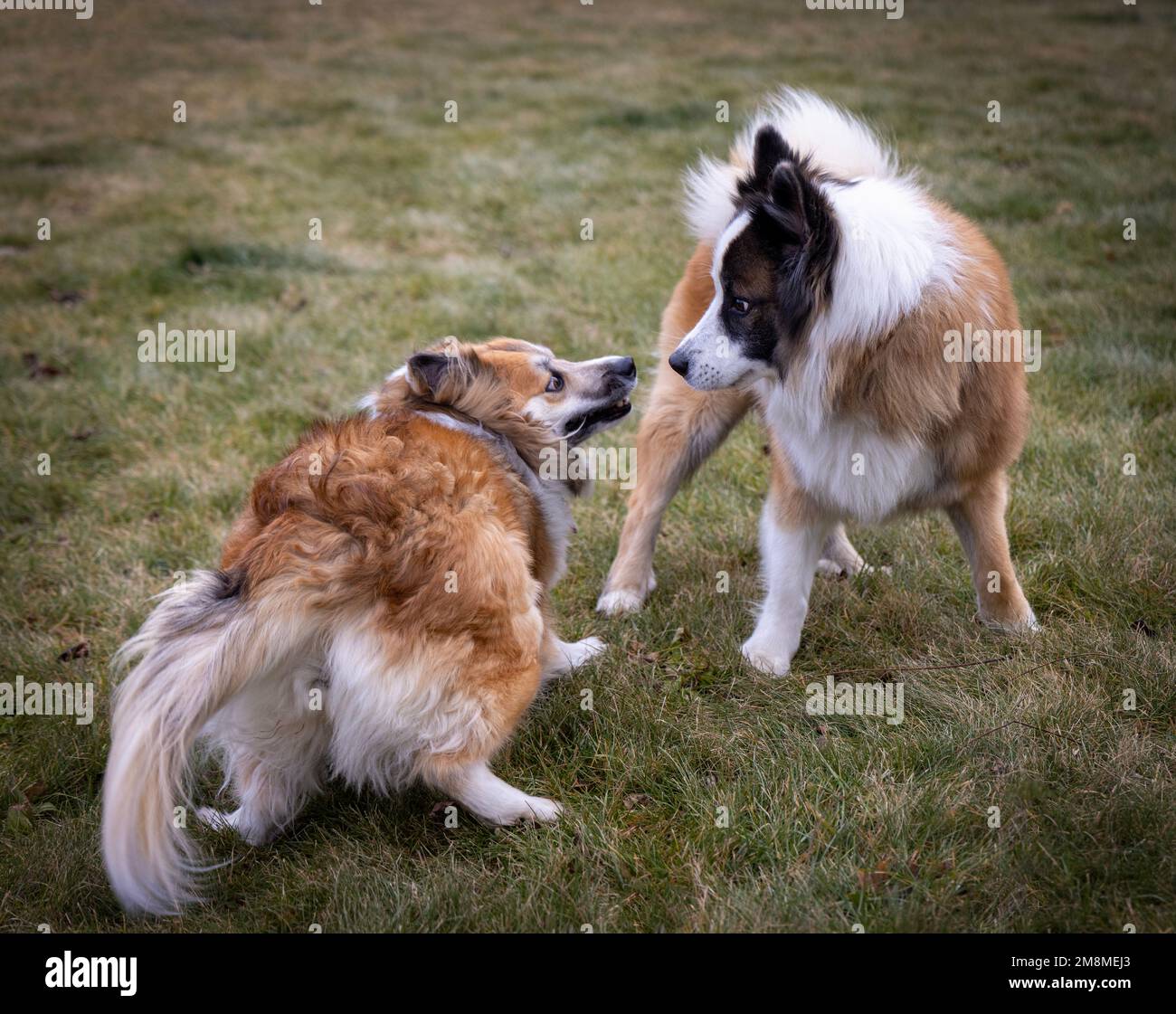 Iceland dog or icelandic sheepdog hi-res stock photography and images ...