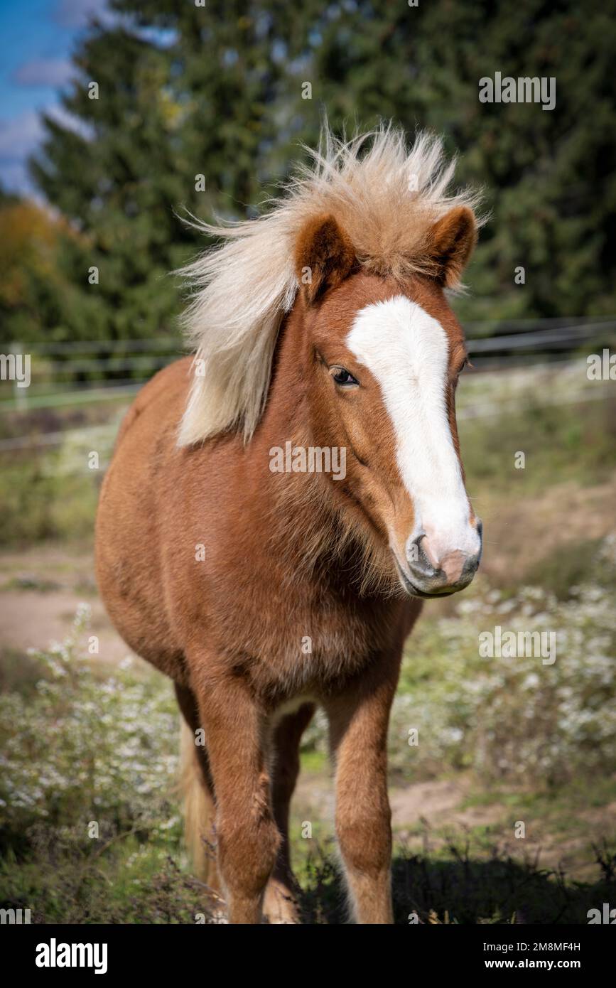 Chestnut Icelandic horse filly with a big blaze Stock Photo - Alamy