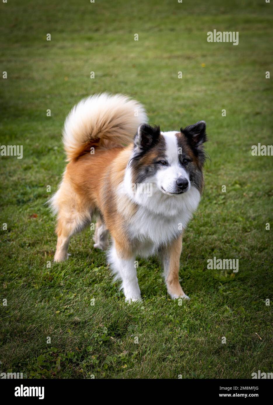 Alert sheepdog hi-res stock photography and images - Alamy