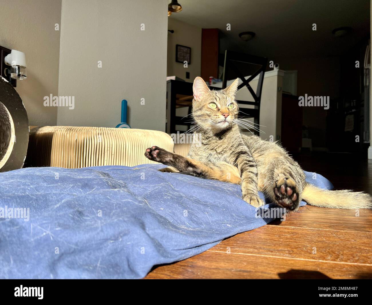 Morphy the tabby cat sunbathing Stock Photo - Alamy