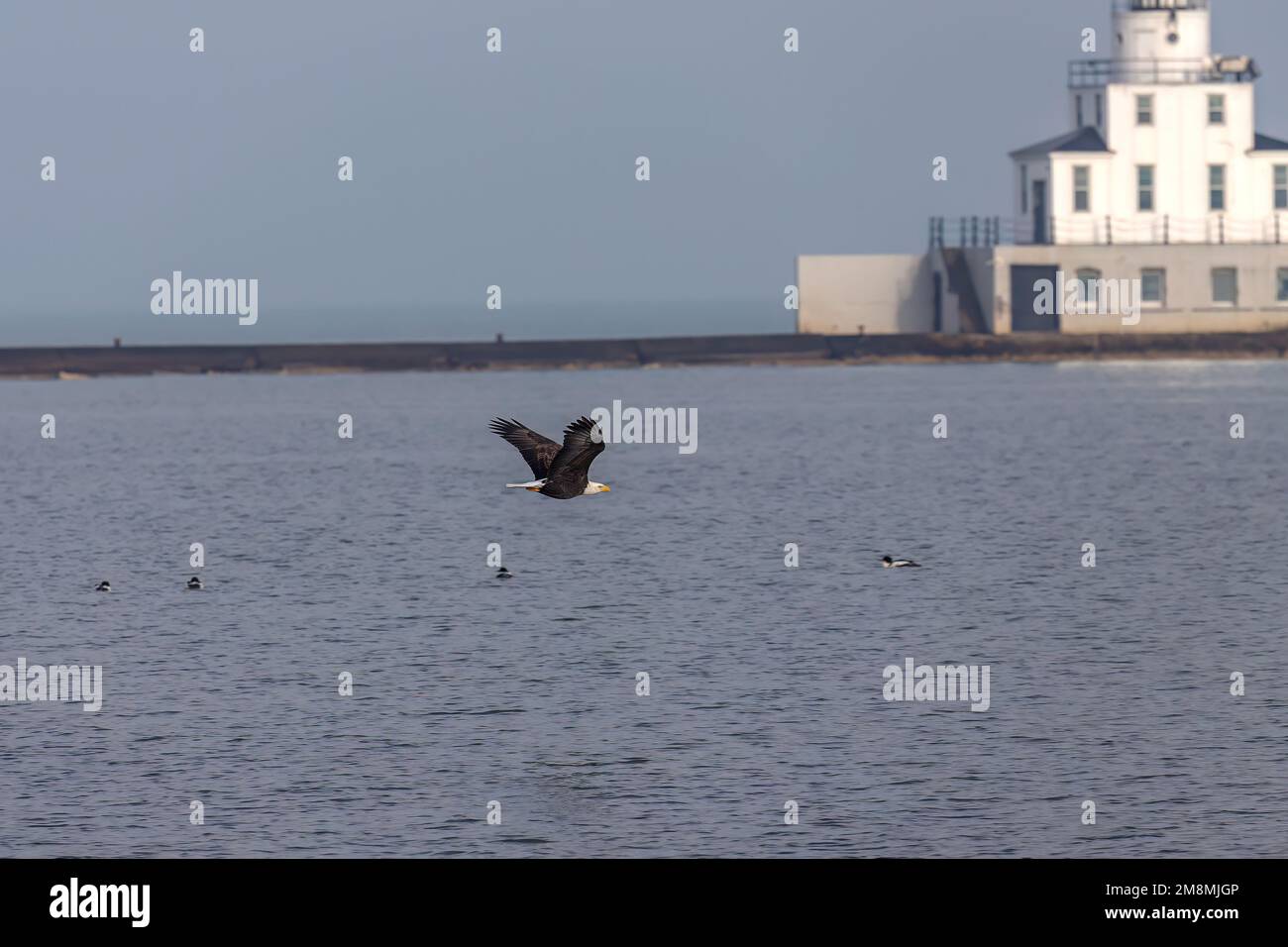 Bald eagle flying over tha lake Michigan Stock Photo - Alamy