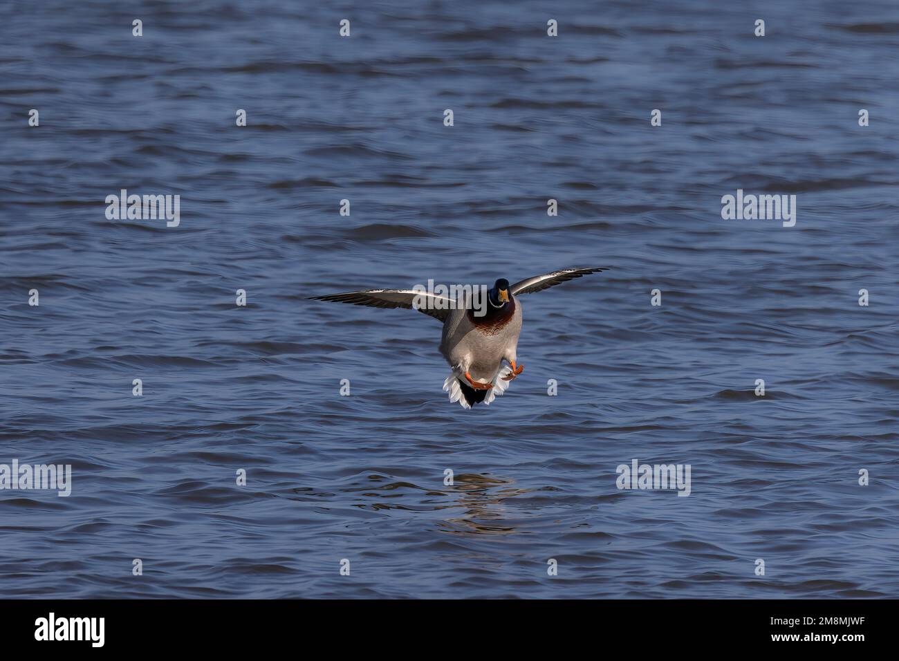 Mallard - wild duck landing on Lake Michigan. Bird. Mallard duck (Anas ...