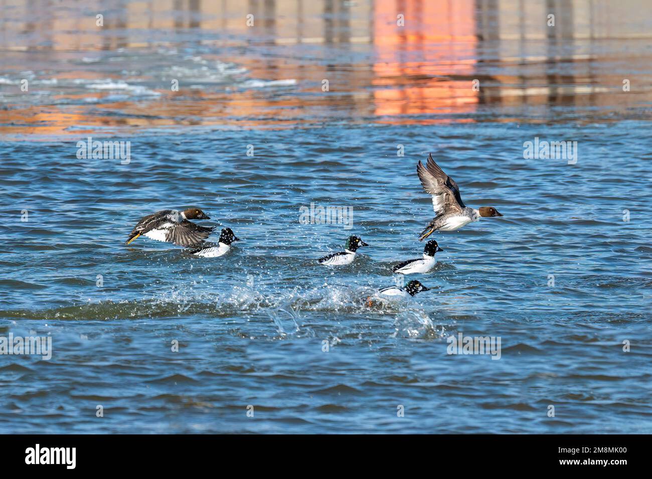 The common goldeneye (Bucephala clangula) in flight Stock Photo - Alamy