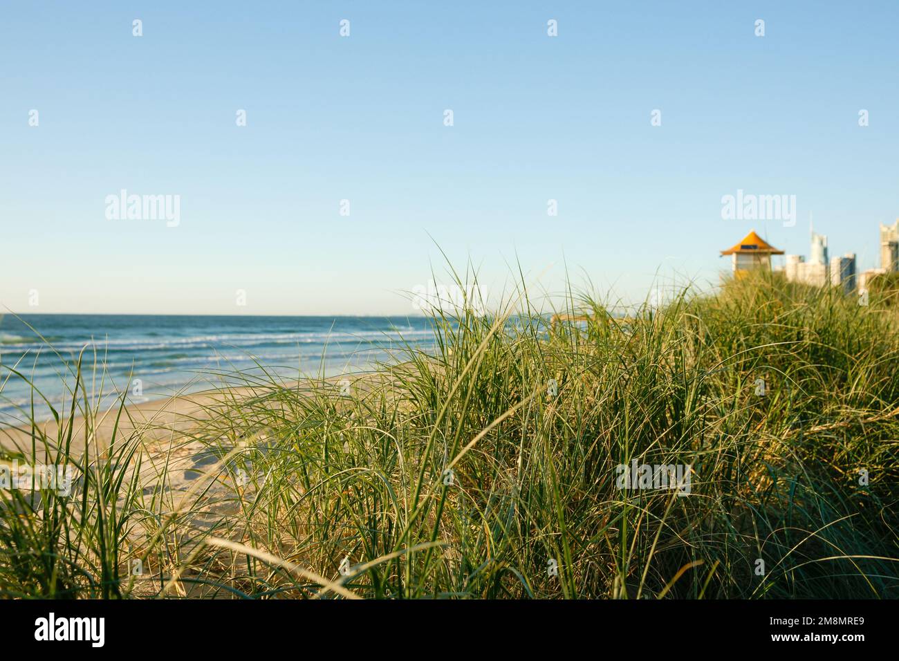 Green marram grass on Surfer's Paradise beach on Gold Coast Australia ...