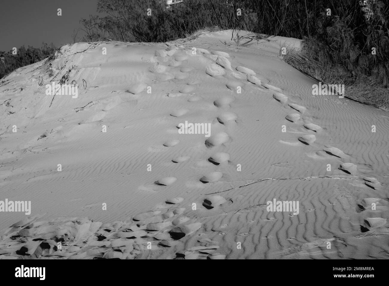 Footprints and ripples leading up sand-dune in monochrome Stock Photo ...