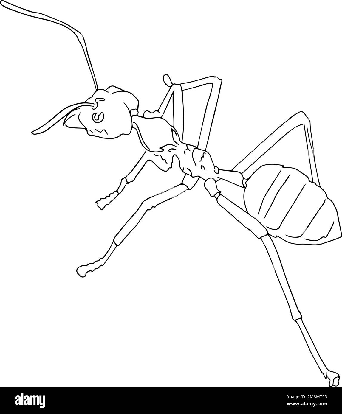 Outline detailed sketch of ant Stock Vector Image & Art - Alamy