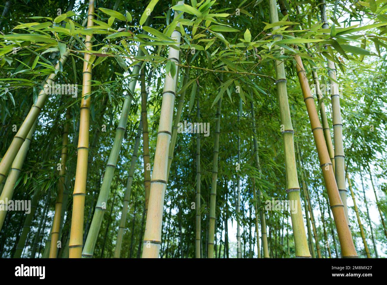 Number bamboo hi-res stock photography and images - Alamy
